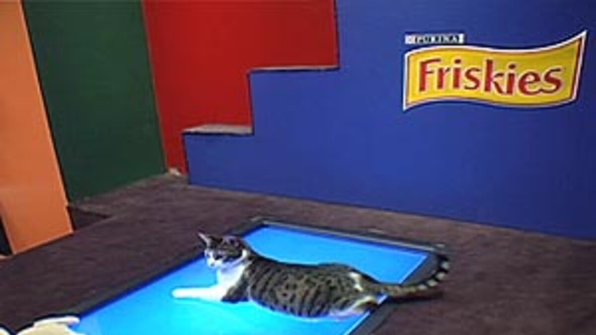 Video! Check Out Friskies Plus Playhouse