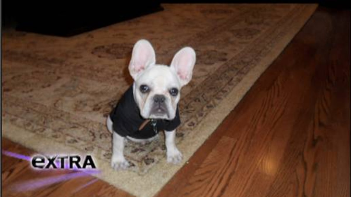 Meet Mario's new pup, Julio