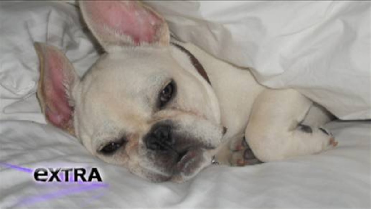 Meet Mario's new pup, Julio