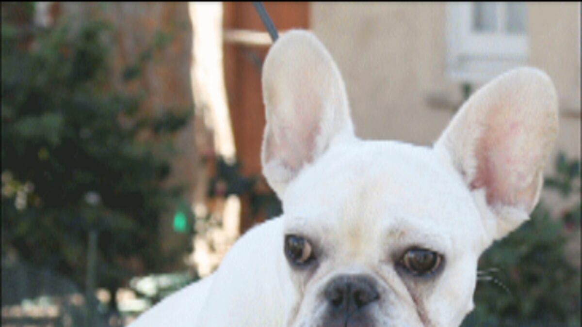 Meet Mario's new pup, Julio