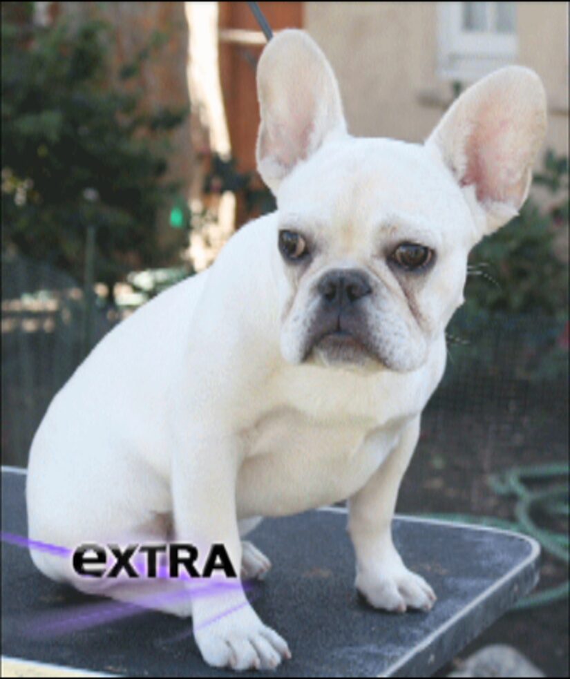 Meet Mario's New Pup, Julio!